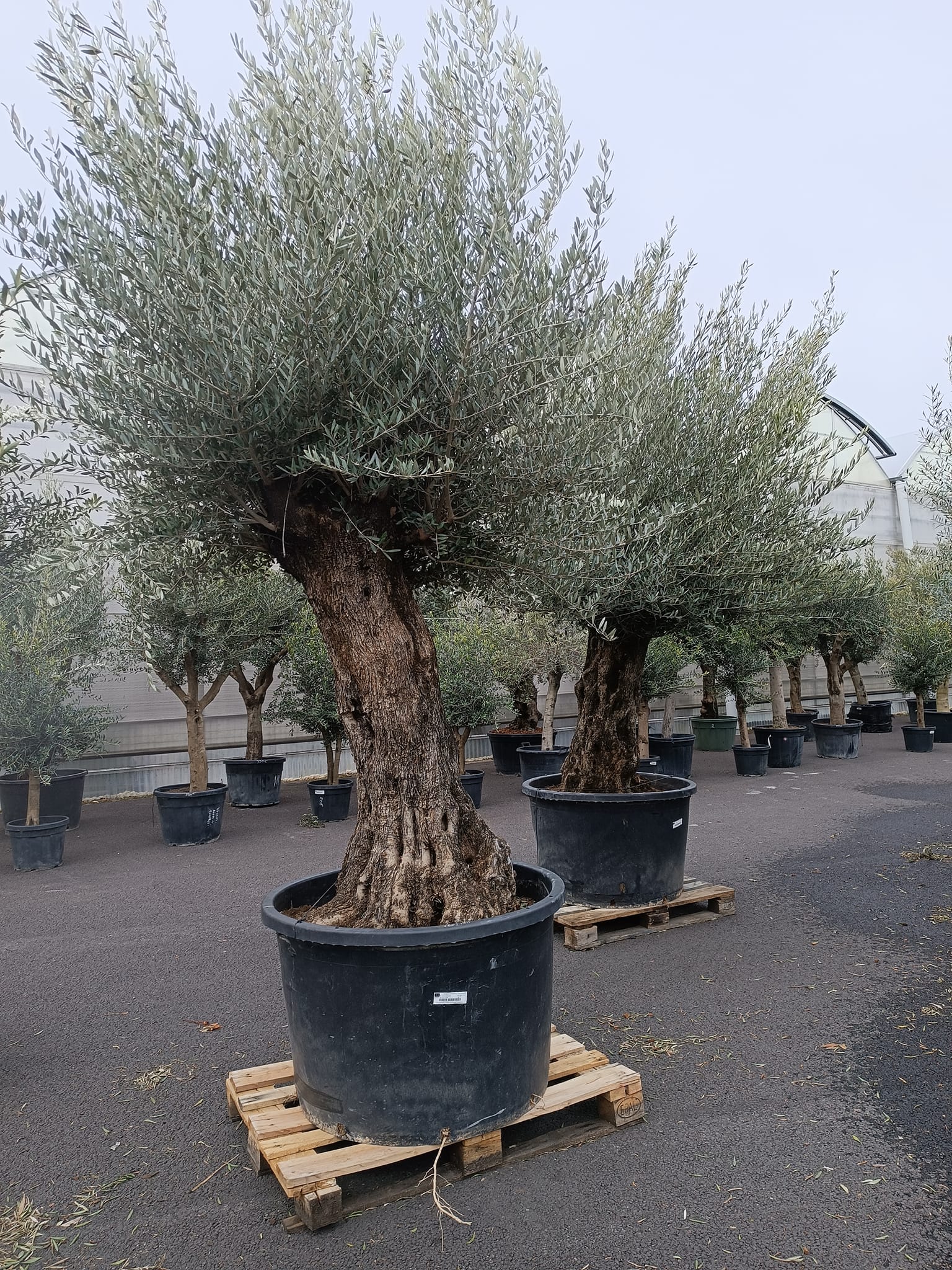 Les actualités et les promotions chez Horticole Nicolas Bailly ...